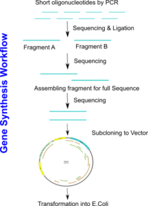 Gene Synthesis - Leading Life Science Reseach- Enzyvaa